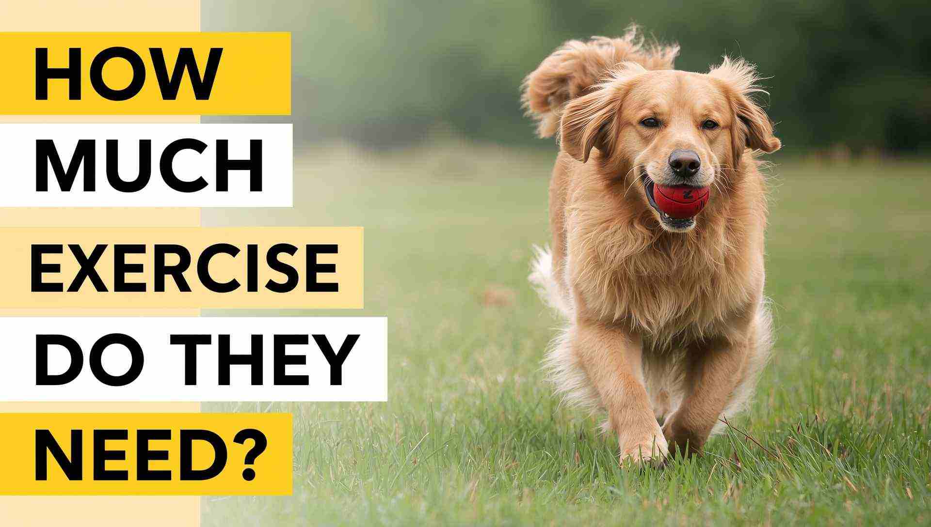 how much exercise does a golden retriever need | Full guide